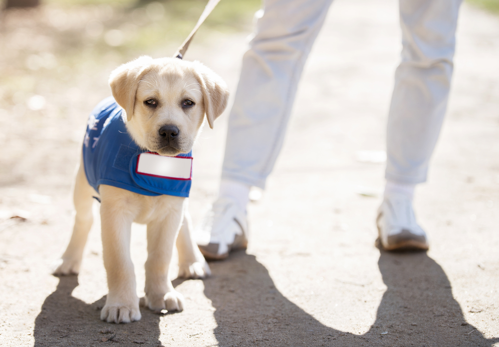 Guide Dogs for the Blind, 4 amazing ways they help :: Eye Health Central